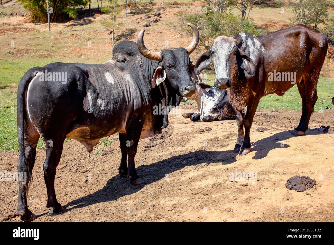 Grazing zebu cows Banque de photographies et d’images à haute ...