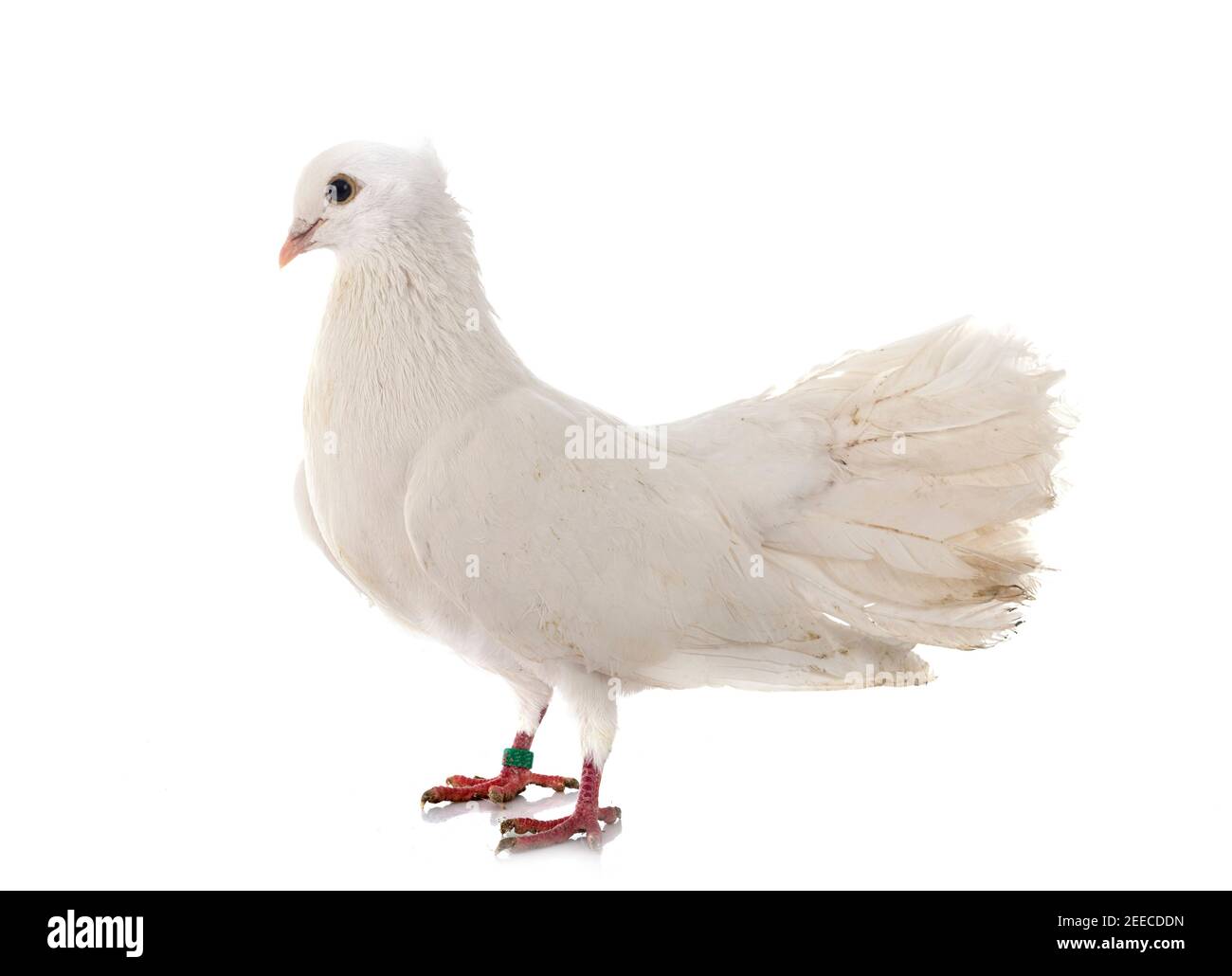 Pigeon huppé Banque d'images détourées - Alamy