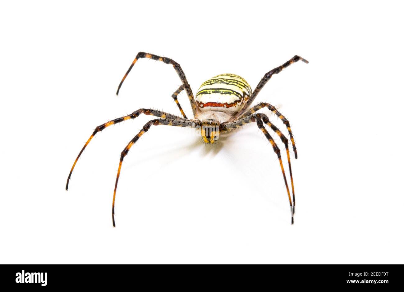 Araignée de la jungle Banque d'images détourées - Alamy