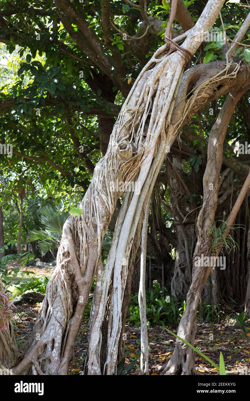 Ficus abutilifolia Banque de photographies et d’images à haute ...