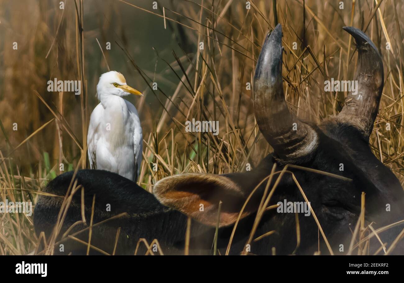 Le Cattle Egret ou Bubulcus ibis, une espèce cosmopolite de héron ...