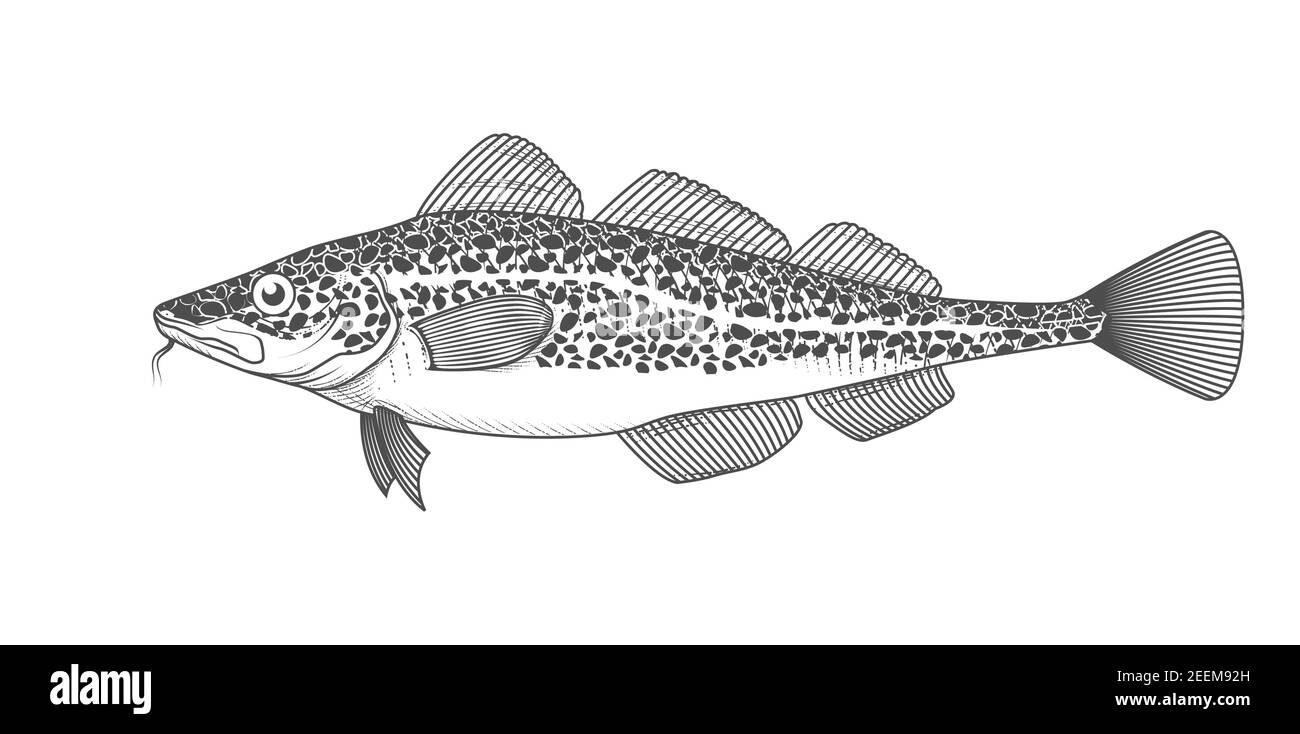 Croquis de poisson Banque d'images vectorielles - Alamy