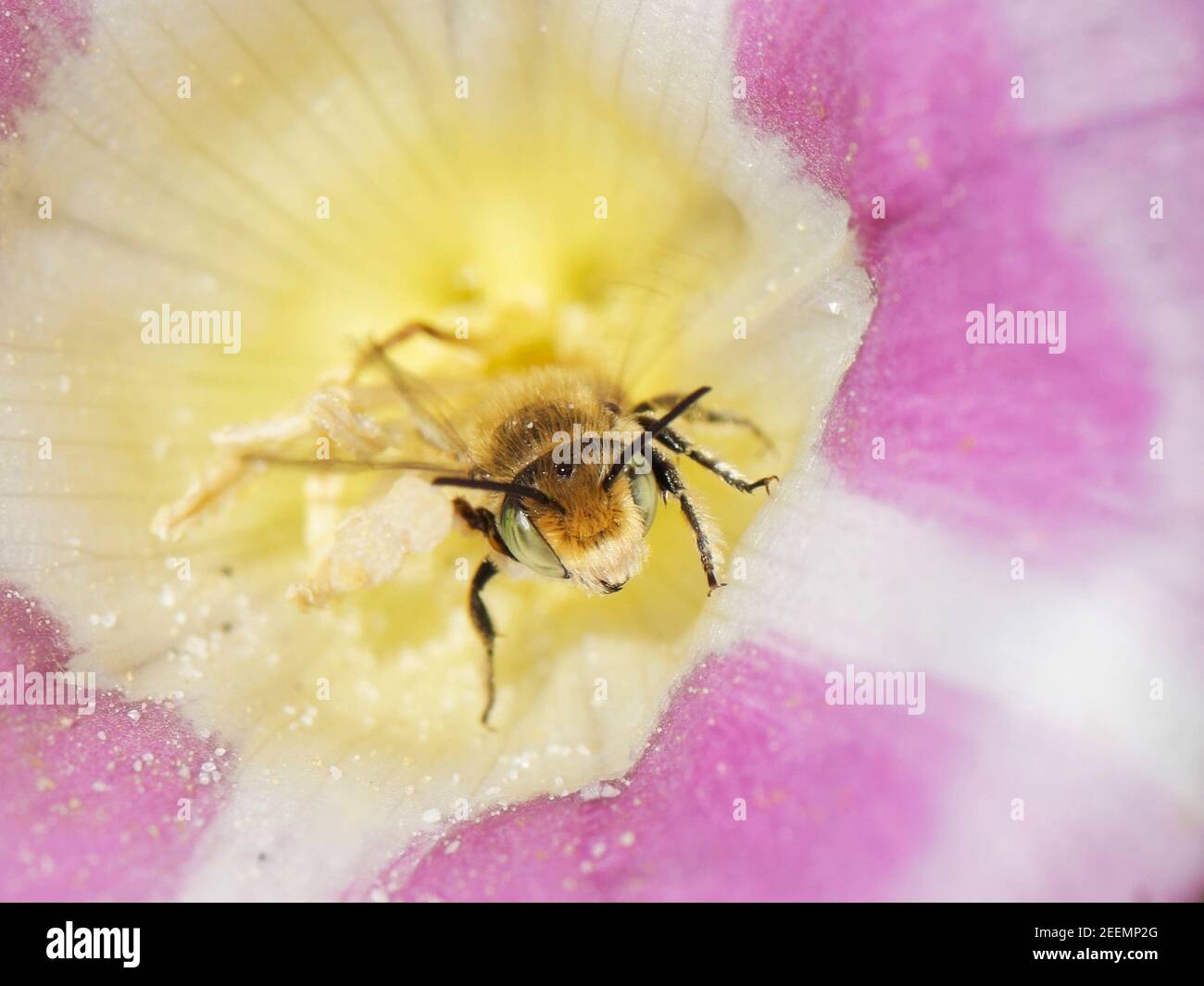 L’abeille argentée (Megachile leachella) visite d’une fleur de limbe de ...