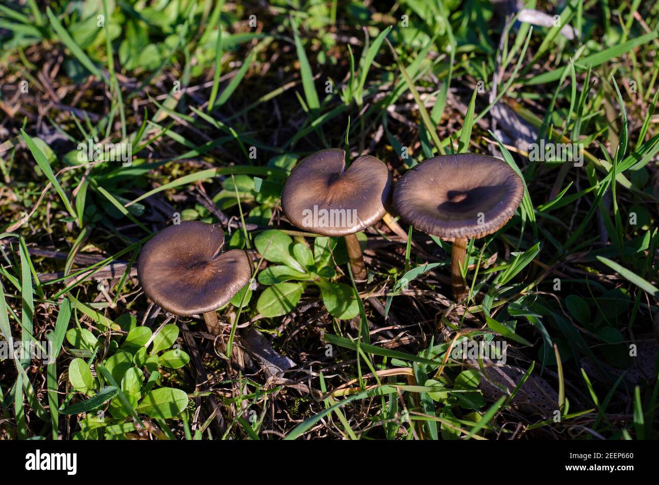 Champignons des prairies Banque de photographies et d’images à haute ...