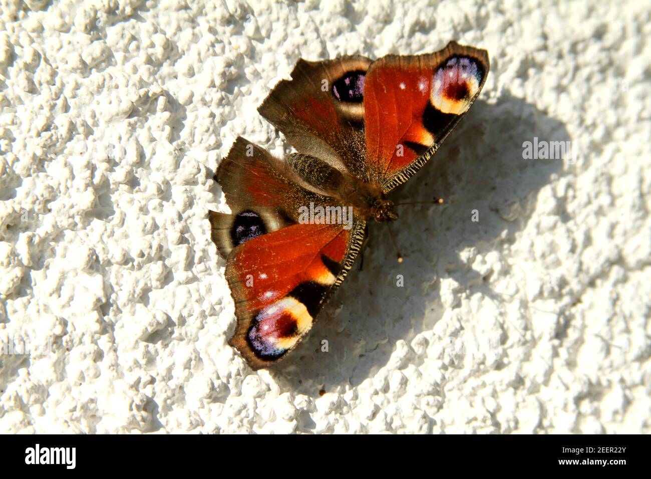 Papillon sur le mur Banque de photographies et d’images à haute ...