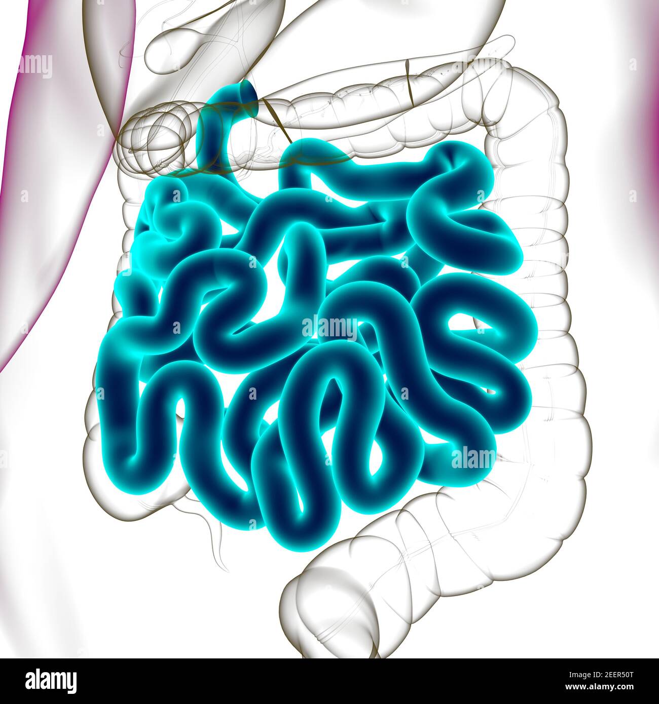 Intestin grêle 3D Illustration système digestif humain Anatomie pour ...