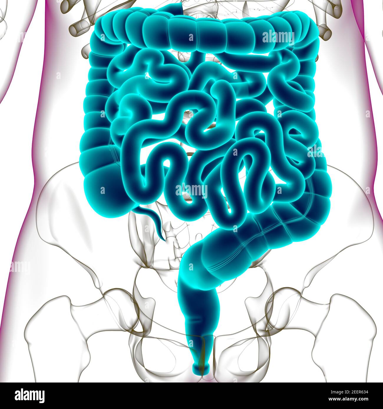 Intestin grêle et gros intestin 3D Illustration système digestif humain ...
