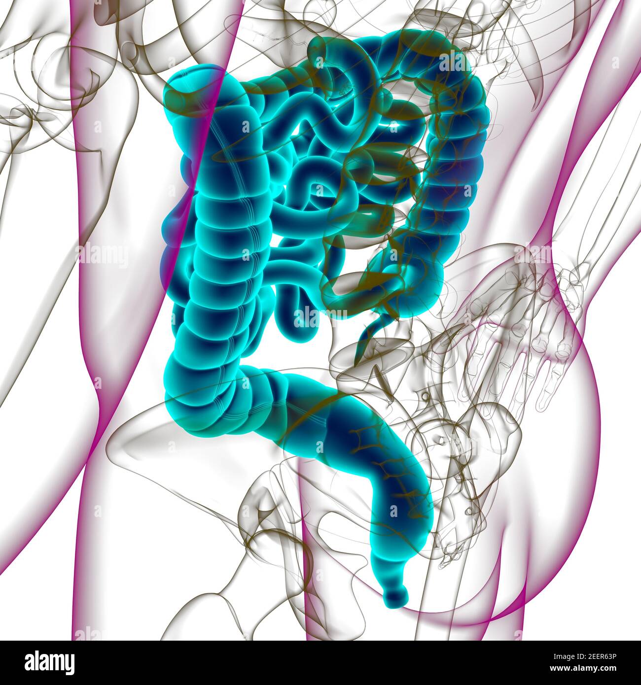Intestin grêle et gros intestin 3D Illustration système digestif humain ...
