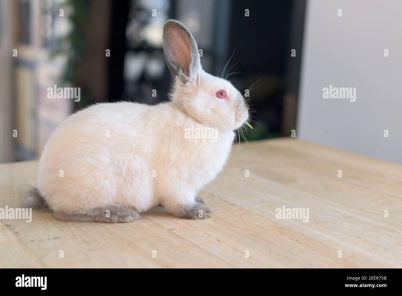 Chiot de pâques Banque de photographies et d’images à haute résolution ...