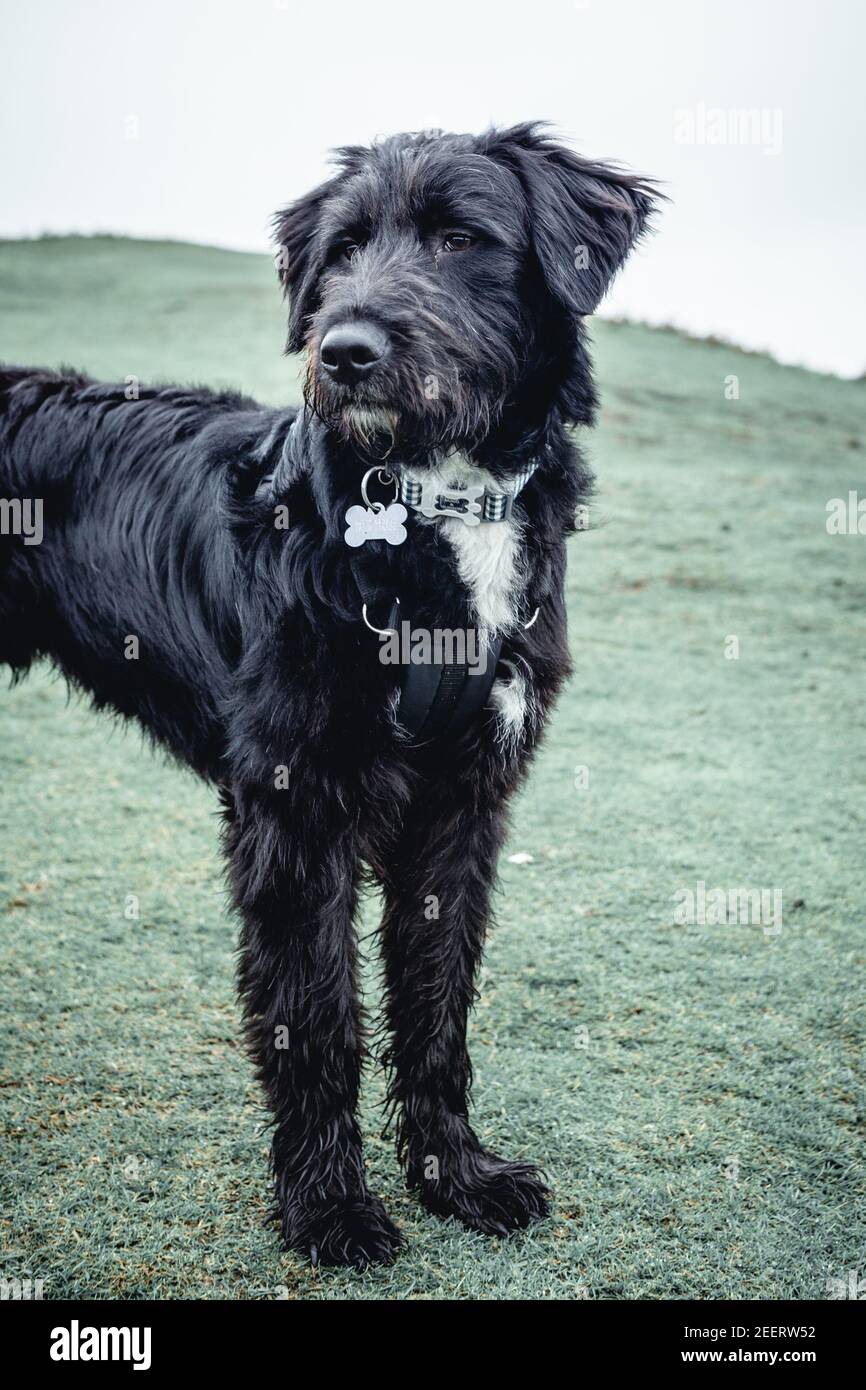 Berger corbeau roumain Banque de photographies et d’images à haute ...