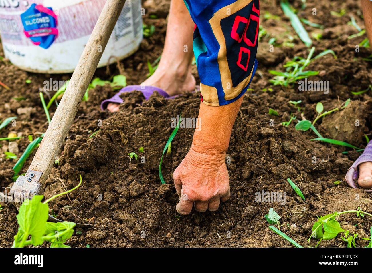 Récolte et excavation de pommes de terre avec la houe et la main dans ...