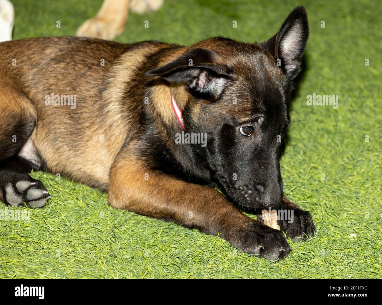 Chiot malinois belge Banque de photographies et d’images à haute ...