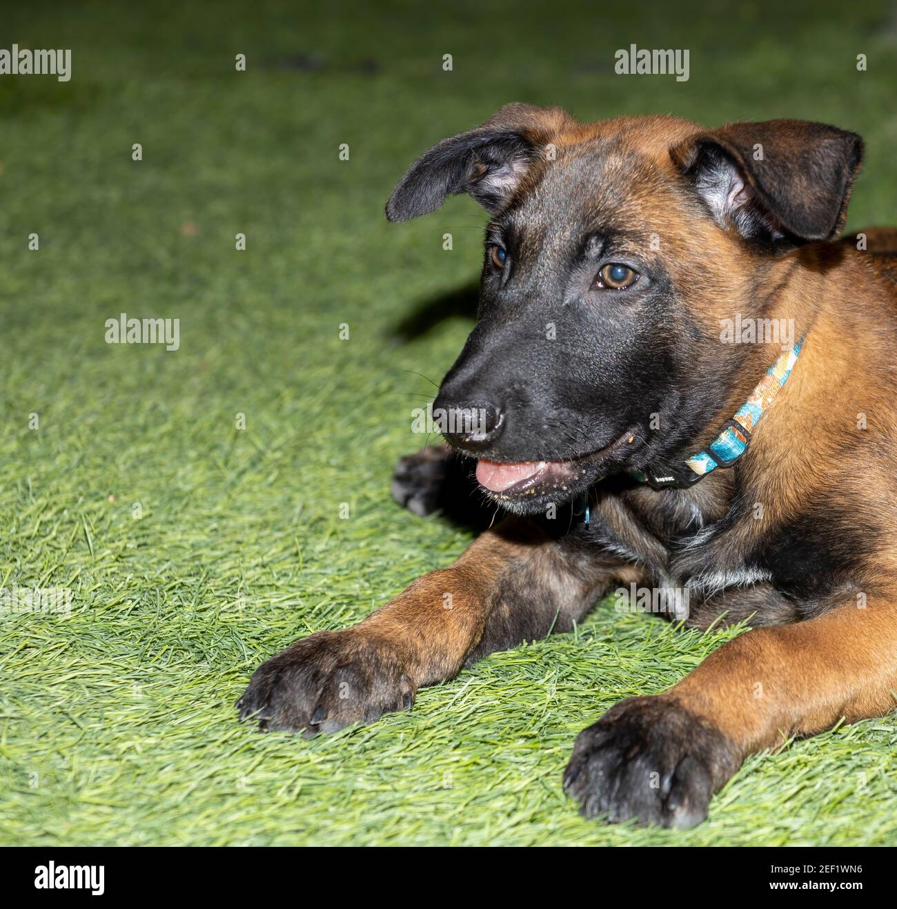 Chiot malinois belge Banque de photographies et d’images à haute ...