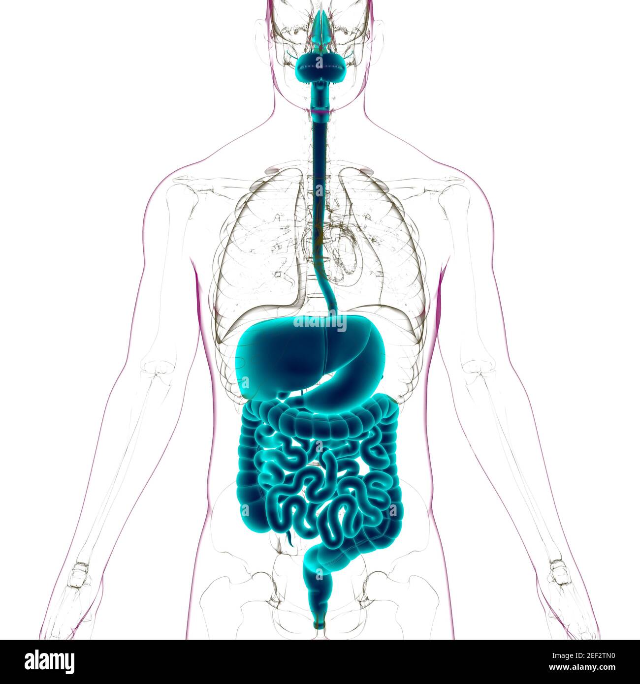 Système digestif humain Anatomy for Medical concept 3D Illustration ...