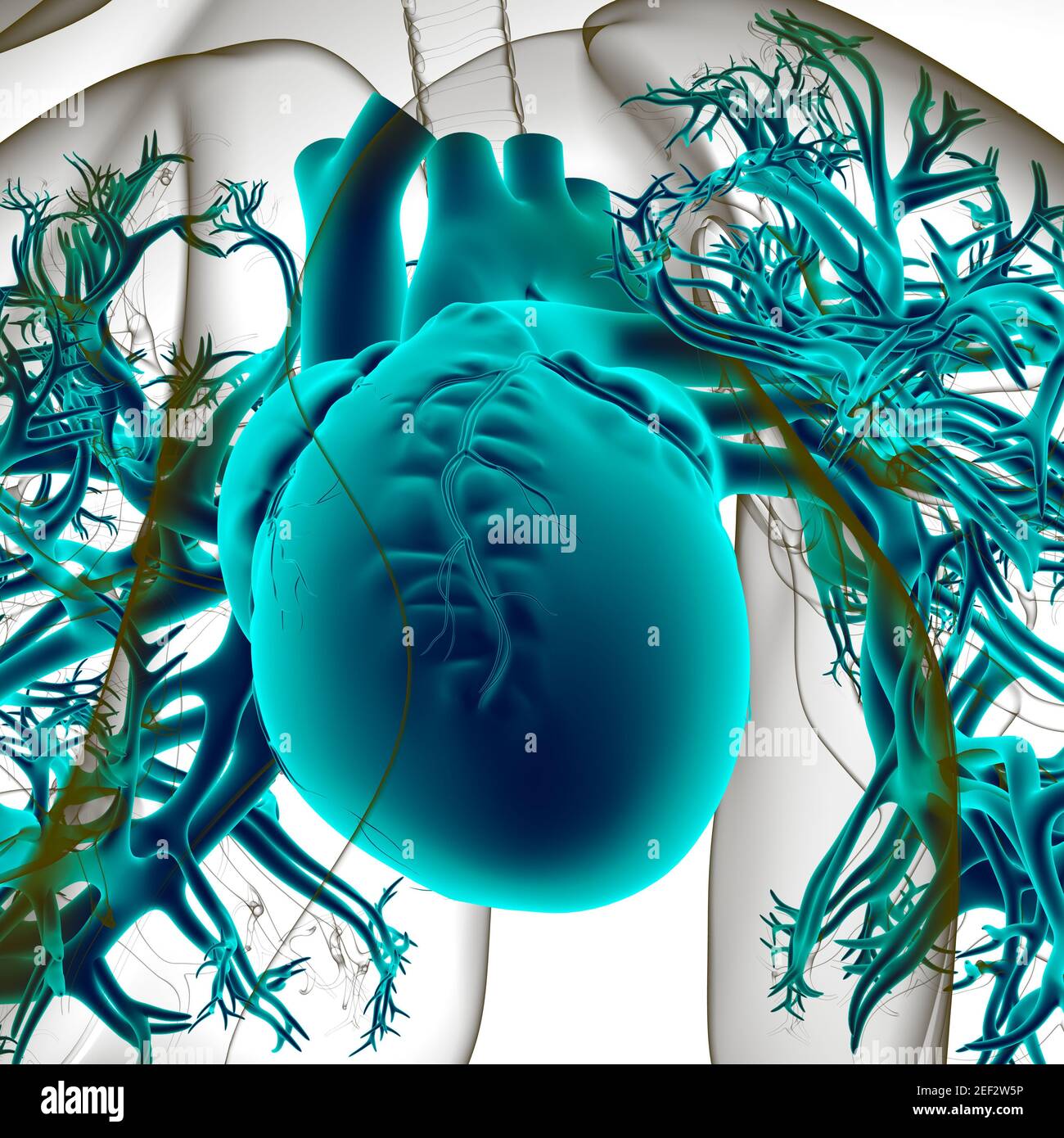 Anatomie du cœur humain pour l'illustration 3D du concept médical Photo ...