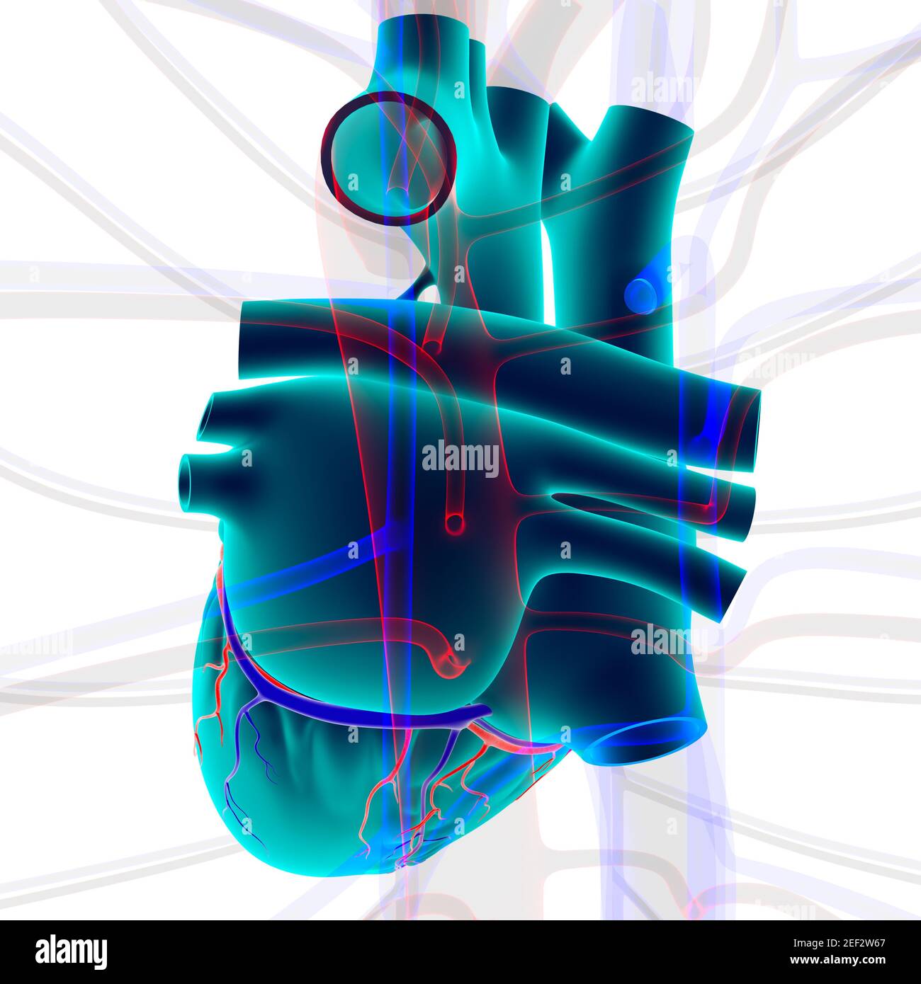 Anatomie du cœur humain pour l'illustration 3D du concept médical Photo ...
