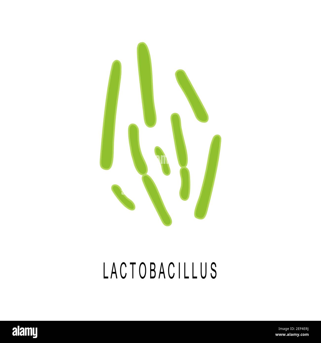 Colonie de Lactobacillus. Probiotiques, bactéries bénéfiques pour la ...