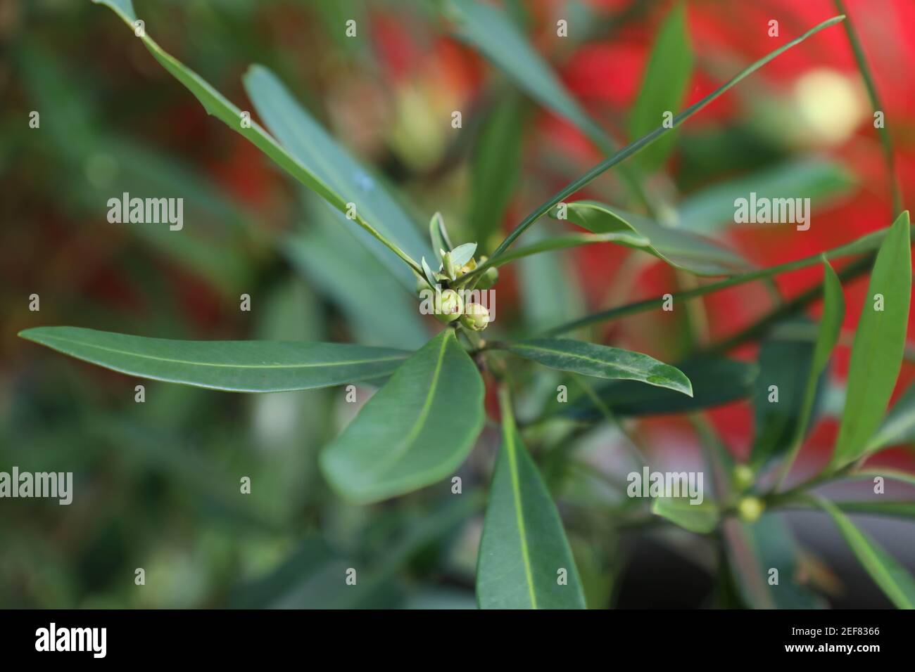 Kanooka tree Banque de photographies et d’images à haute résolution - Alamy