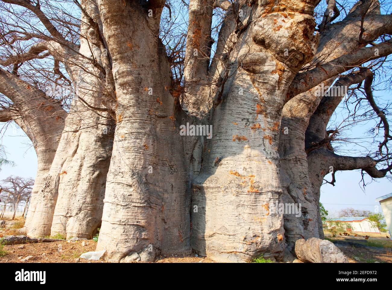 Baobab big tree namibia Banque de photographies et d’images à haute ...