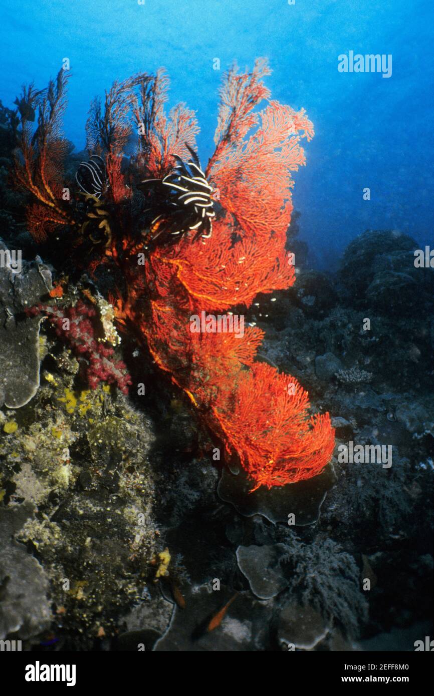 Himerometra bartschi Banque de photographies et d’images à haute ...