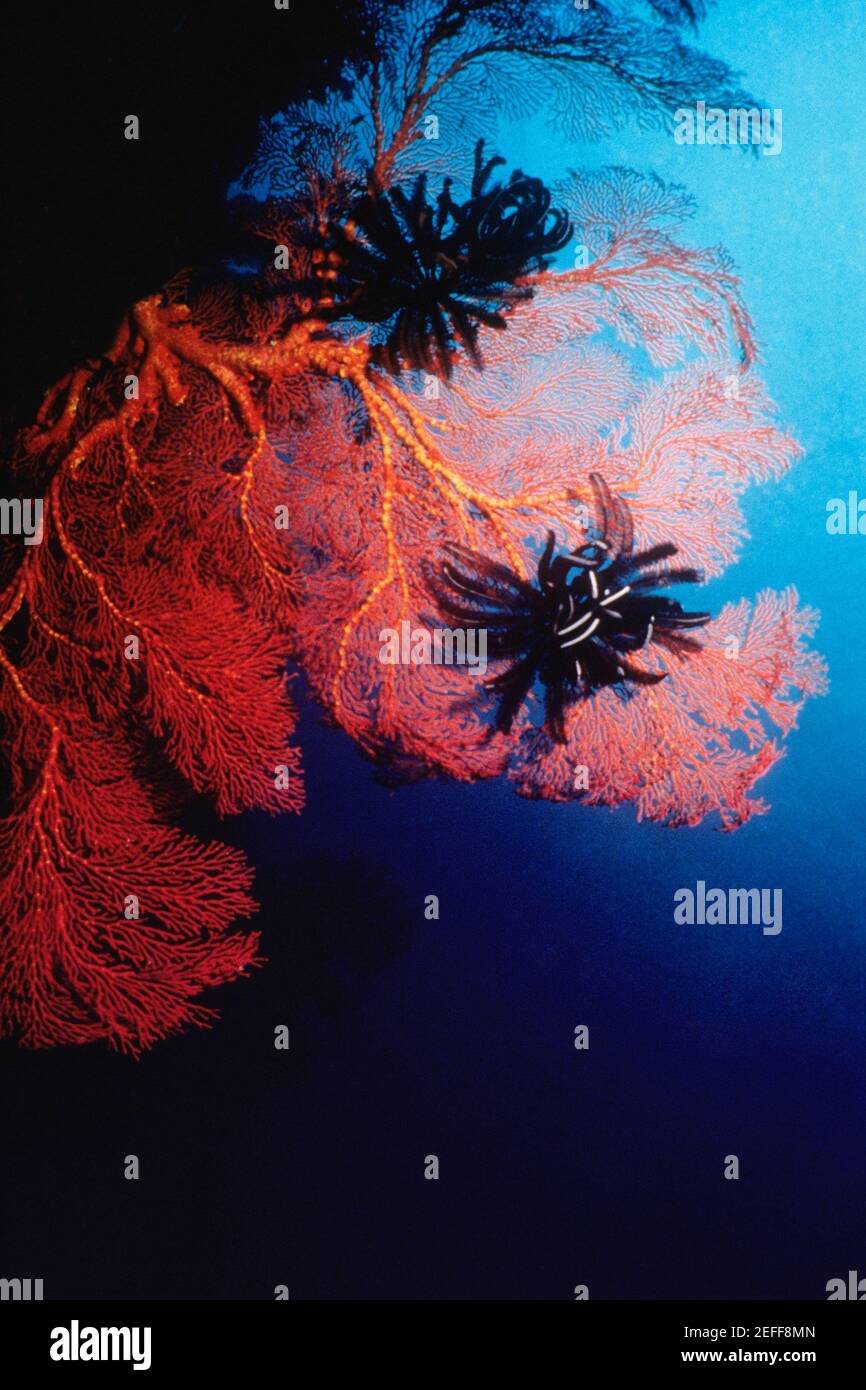 Himerometra bartschi Banque de photographies et d’images à haute ...