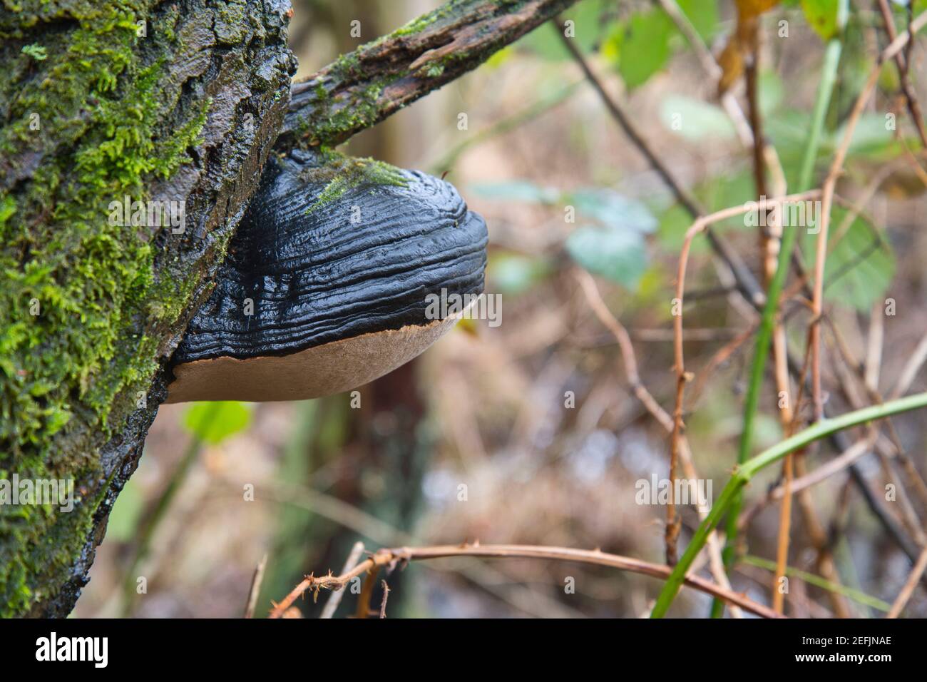 Willow bracket phellinus igniarius Banque de photographies et d’images ...