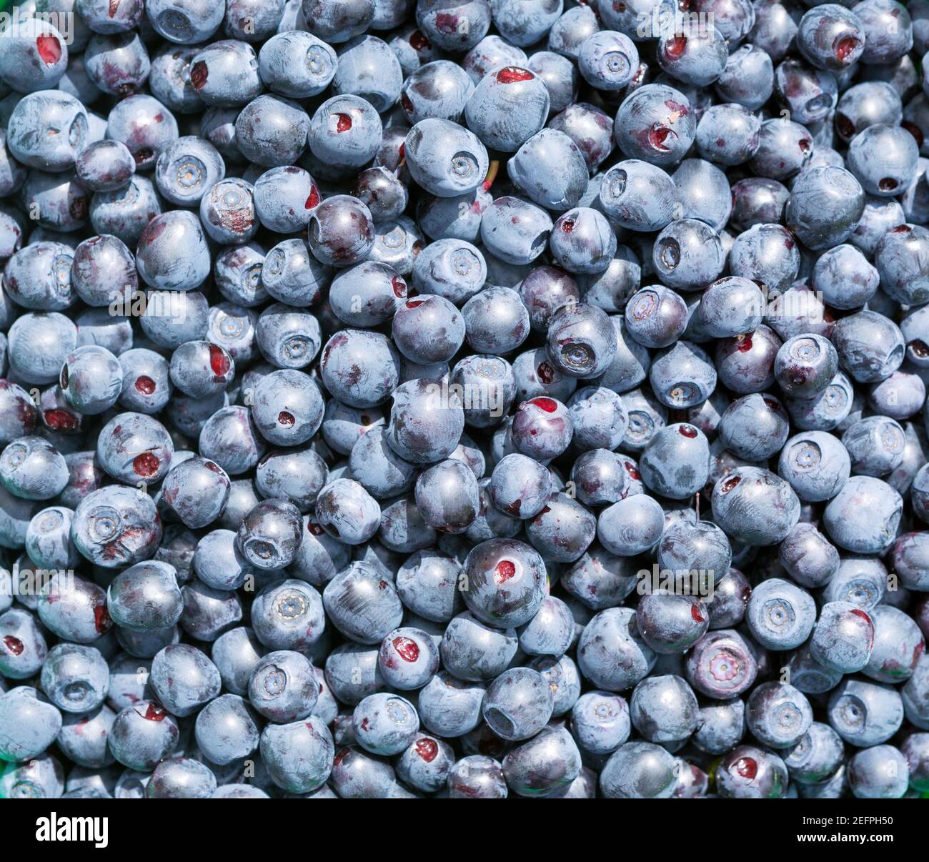 Forest fruit Banque de photographies et d’images à haute résolution - Alamy
