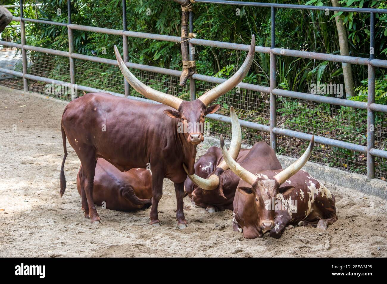 L'Ankole-Watusi est une race américaine moderne de bovins domestiques ...