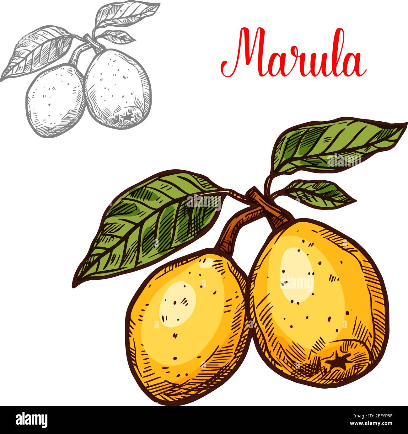 Marula fruit Banque d'images vectorielles - Alamy