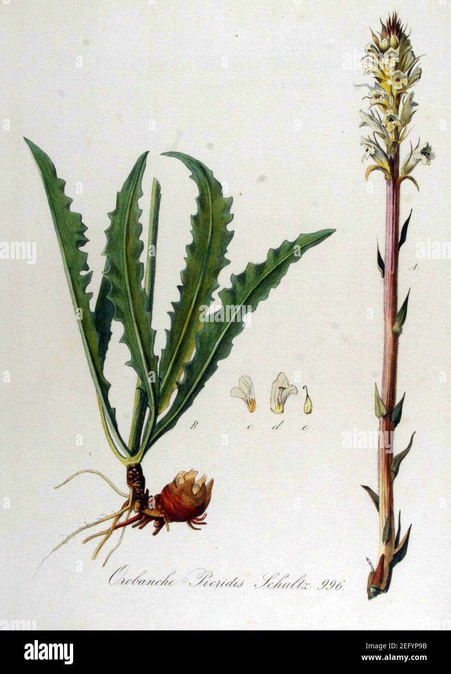 Orobanche picridis Banque de photographies et d’images à haute ...