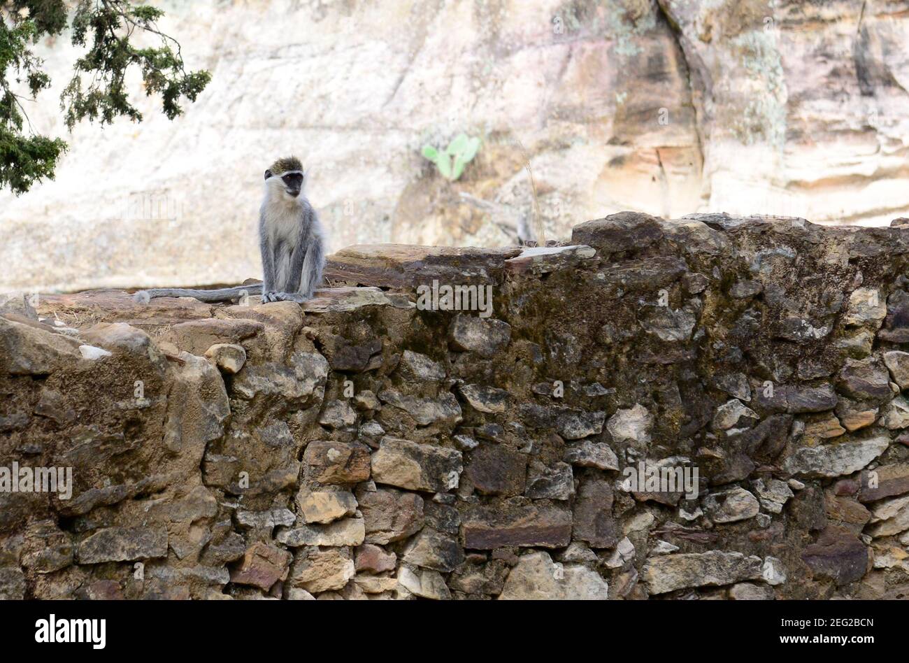 Singe grivet Banque de photographies et d’images à haute résolution - Alamy