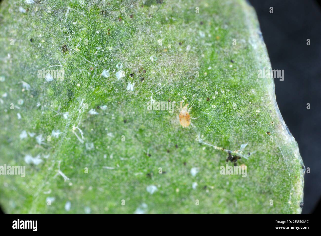 Gros plan d'une masse d'araignées rouges (Tetranychus urticaire) sur la ...