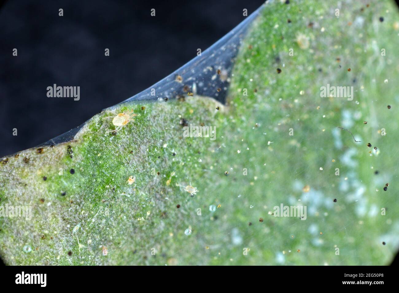 Oeufs d'acariens Banque de photographies et d’images à haute résolution ...