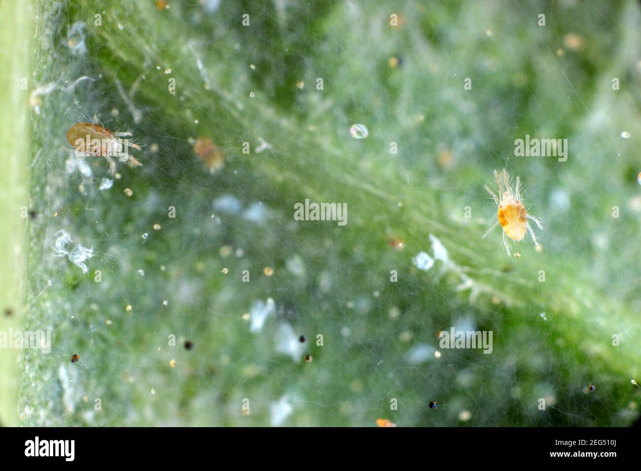 Gros plan d'une masse d'araignées rouges (Tetranychus urticaire) sur la ...