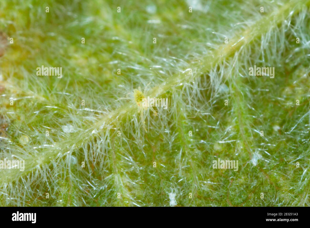 Les acariens sont des membres de la famille Acari (acariens ...