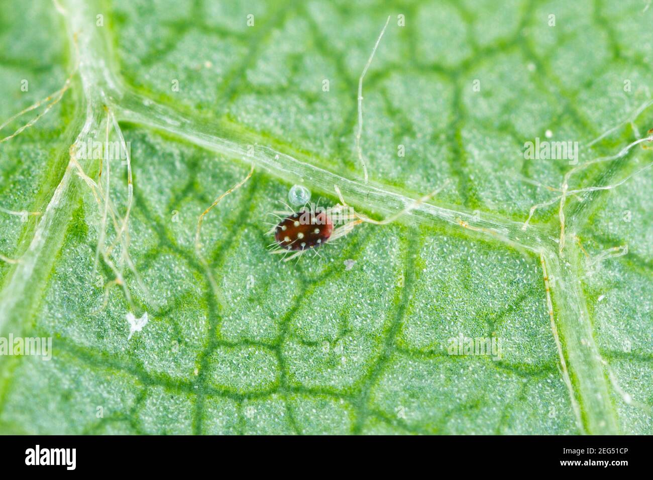 Panonychus ulmi Banque de photographies et d’images à haute résolution ...