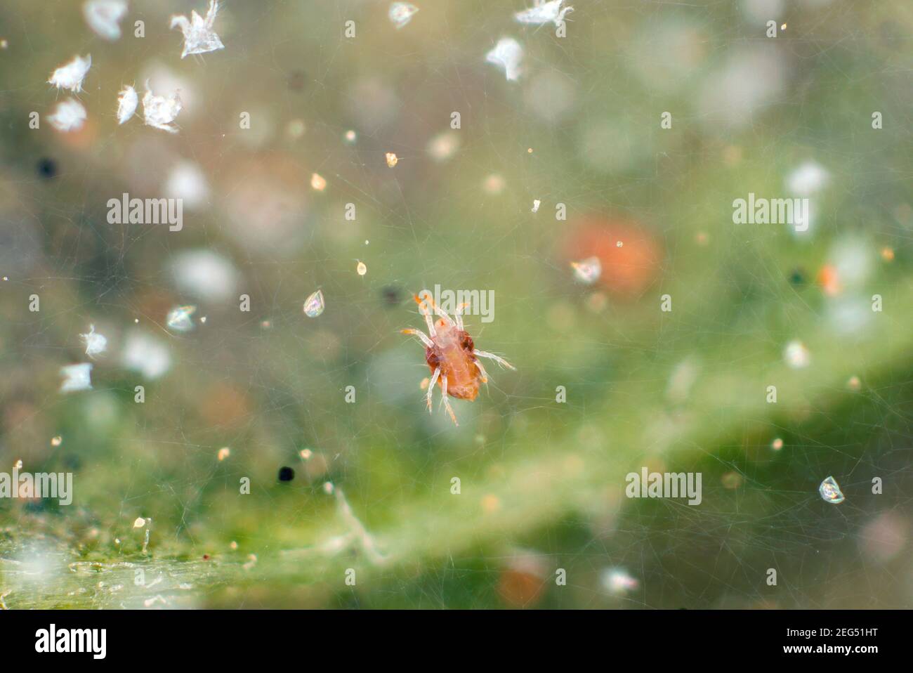Gros plan d'une masse d'araignées rouges (Tetranychus urticaire) sur la ...