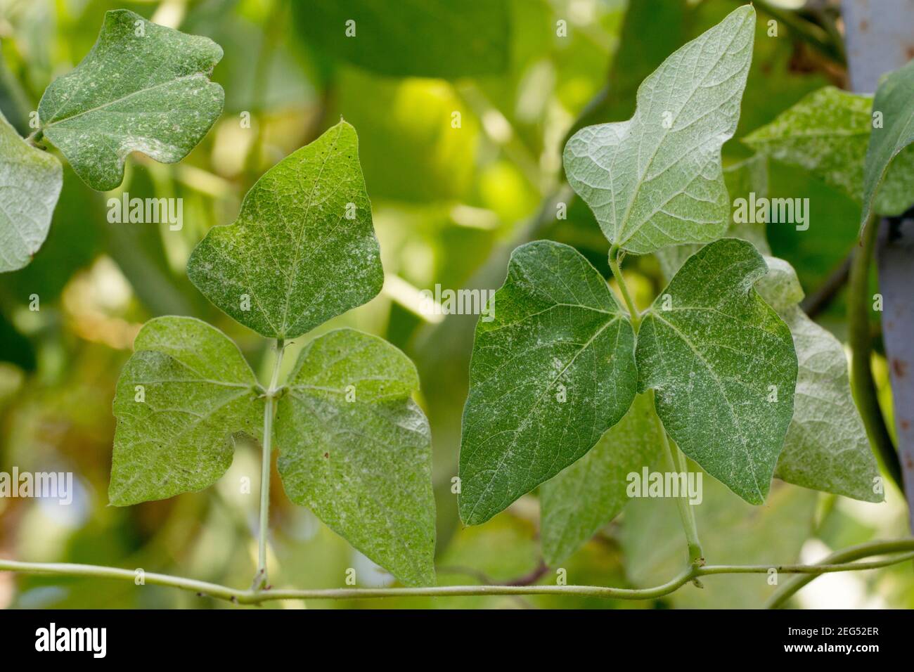 Tetranychus urticaire (acarien d'araignée rouge ou acarien d'araignée à ...
