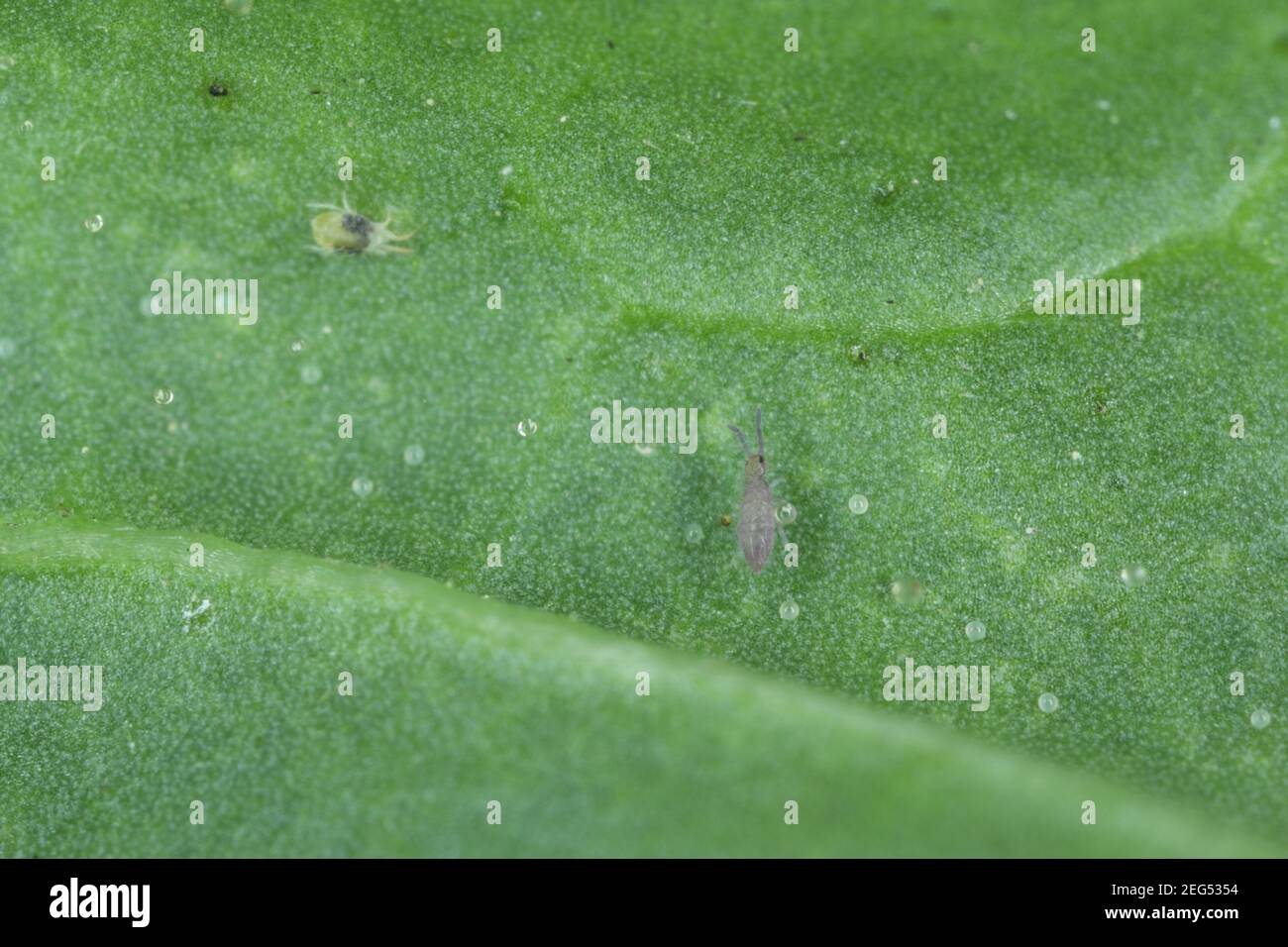 Tetranychus urticae spider mite Banque de photographies et d’images à ...