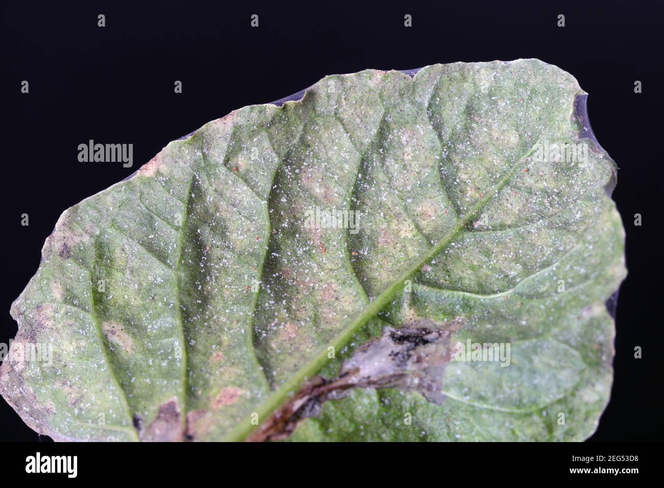 Tetranychus urticaire (acarien d'araignée rouge ou acarien d'araignée à ...