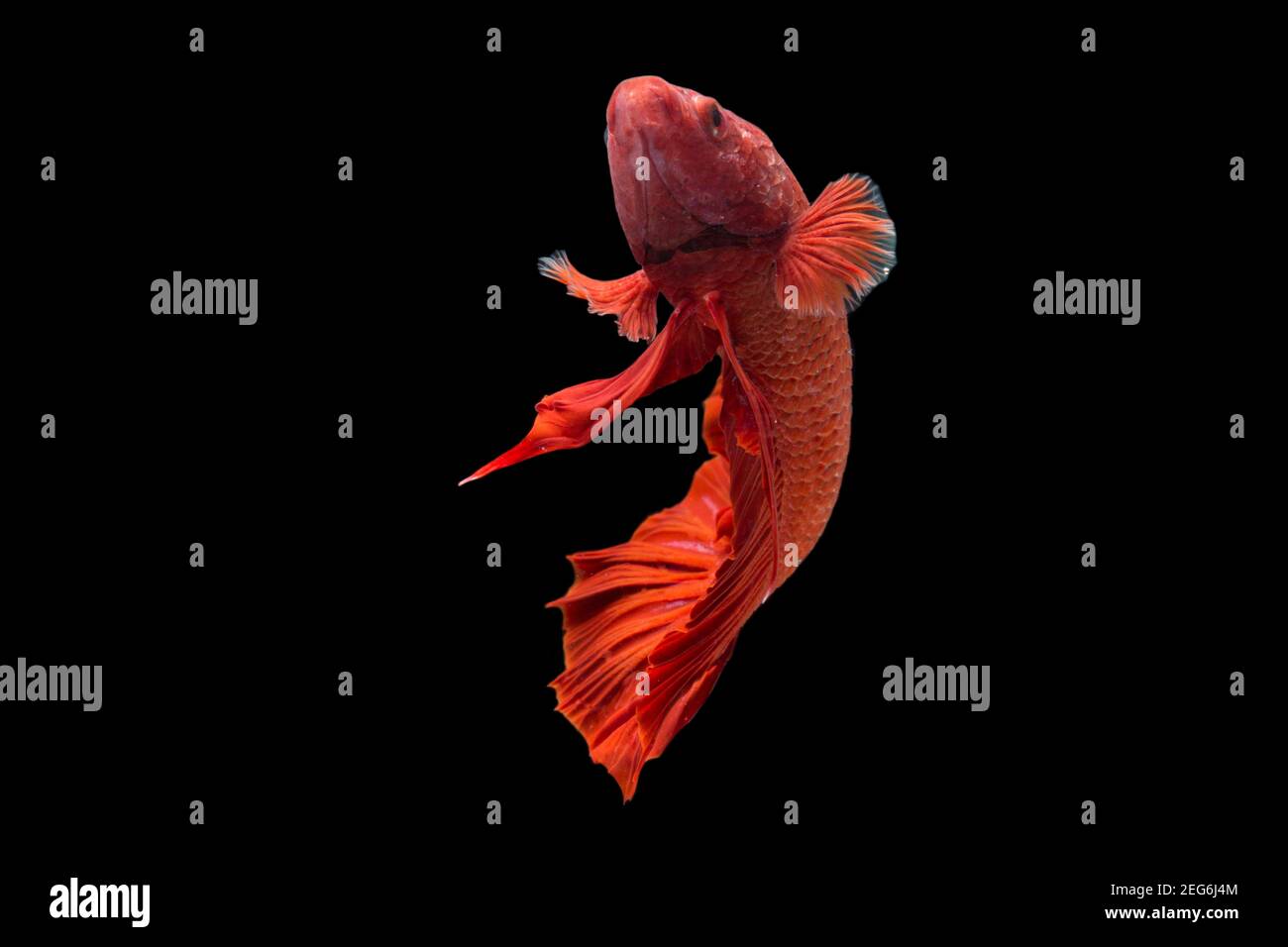 Poisson de Betta super rouge Halfmoon siamnese combat poisson splendens ...