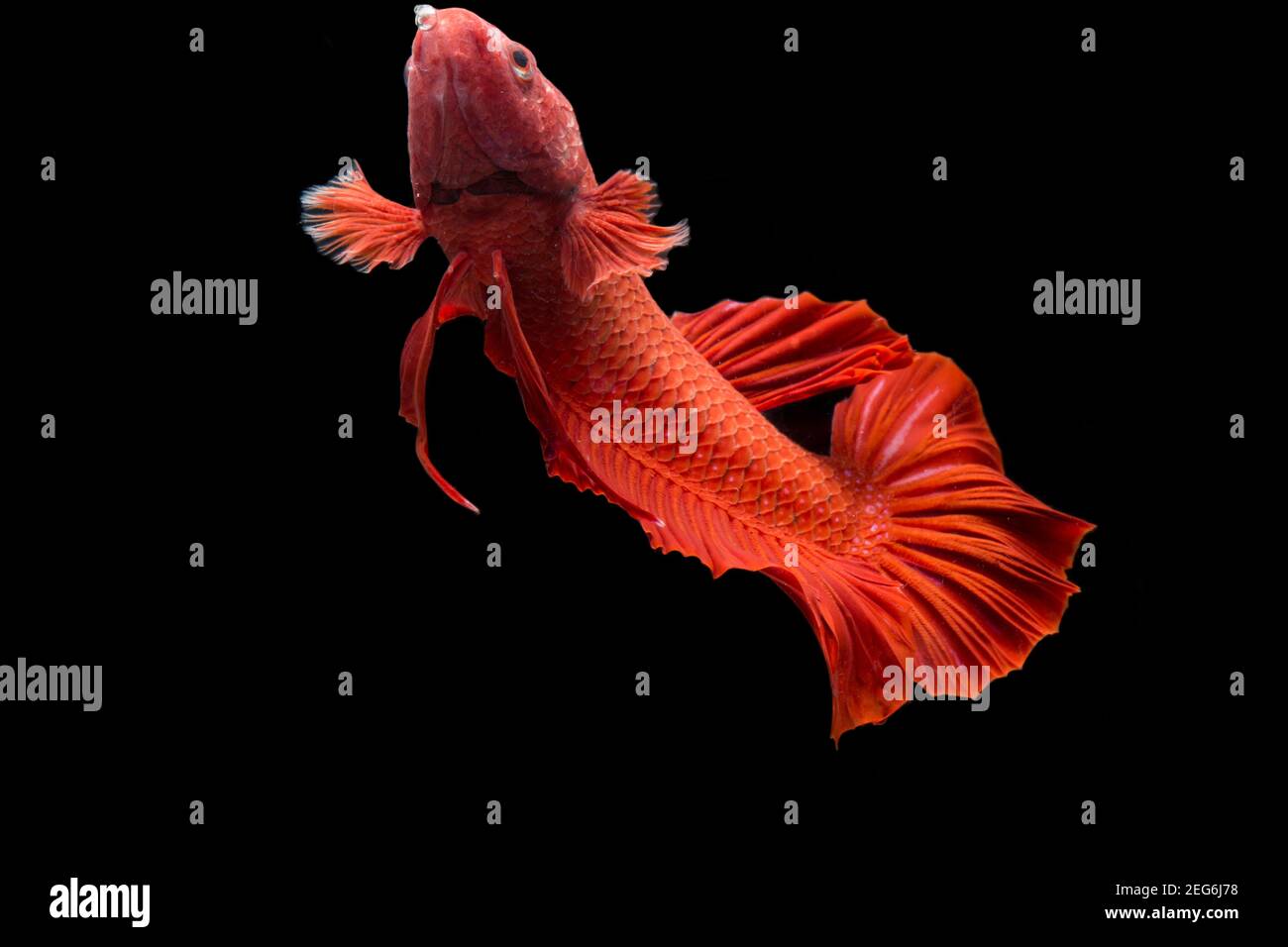 Poisson de Betta super rouge Halfmoon siamnese combat poisson splendens ...