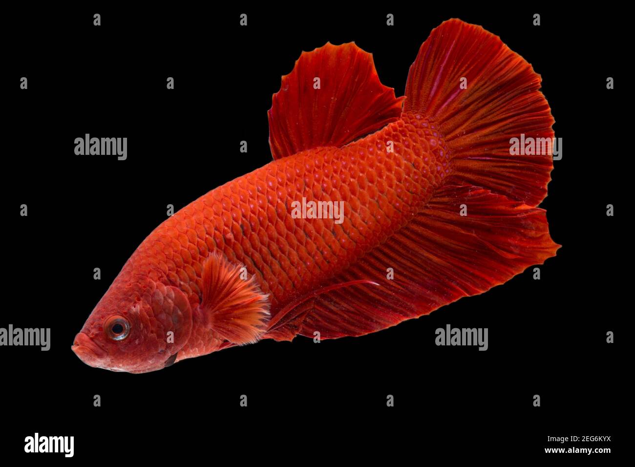 Betta femelle rouge Banque de photographies et d’images à haute ...