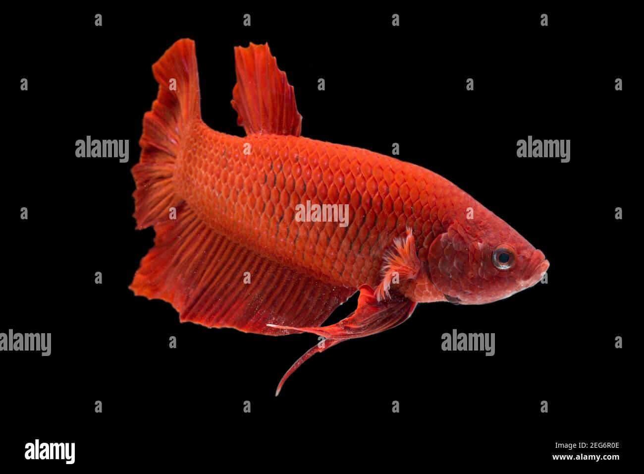 Poisson de Betta super rouge Halfmoon siamnese combat poisson splendens ...