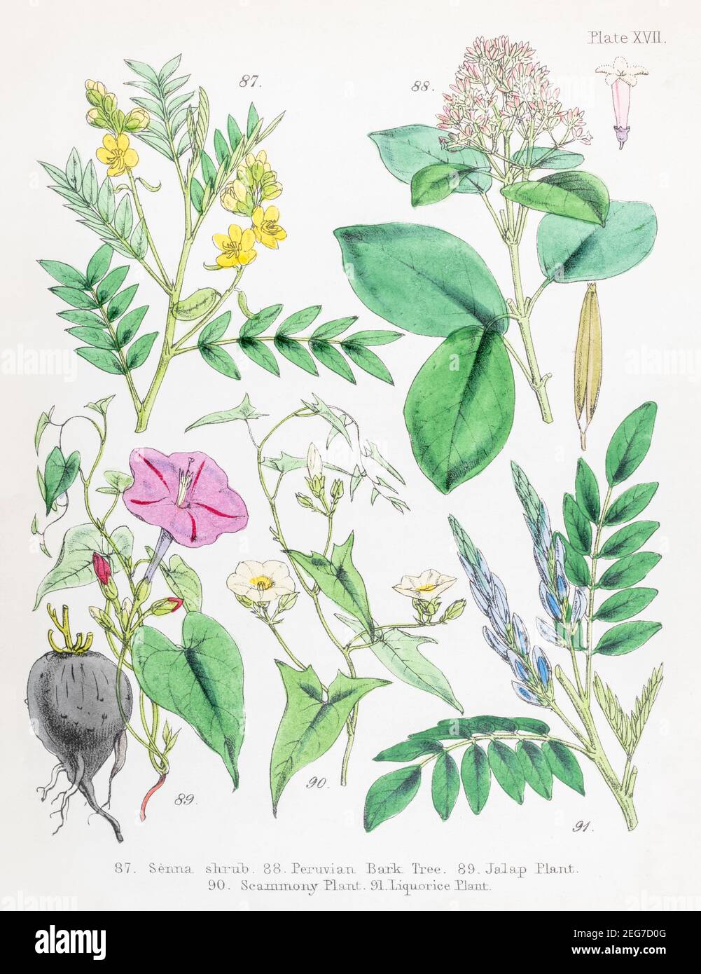 Convolvulus scammonia Banque de photographies et d’images à haute ...