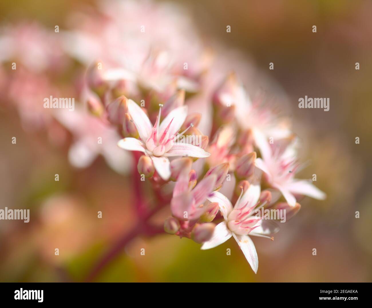 Crassula ovata rose Banque de photographies et d’images à haute ...