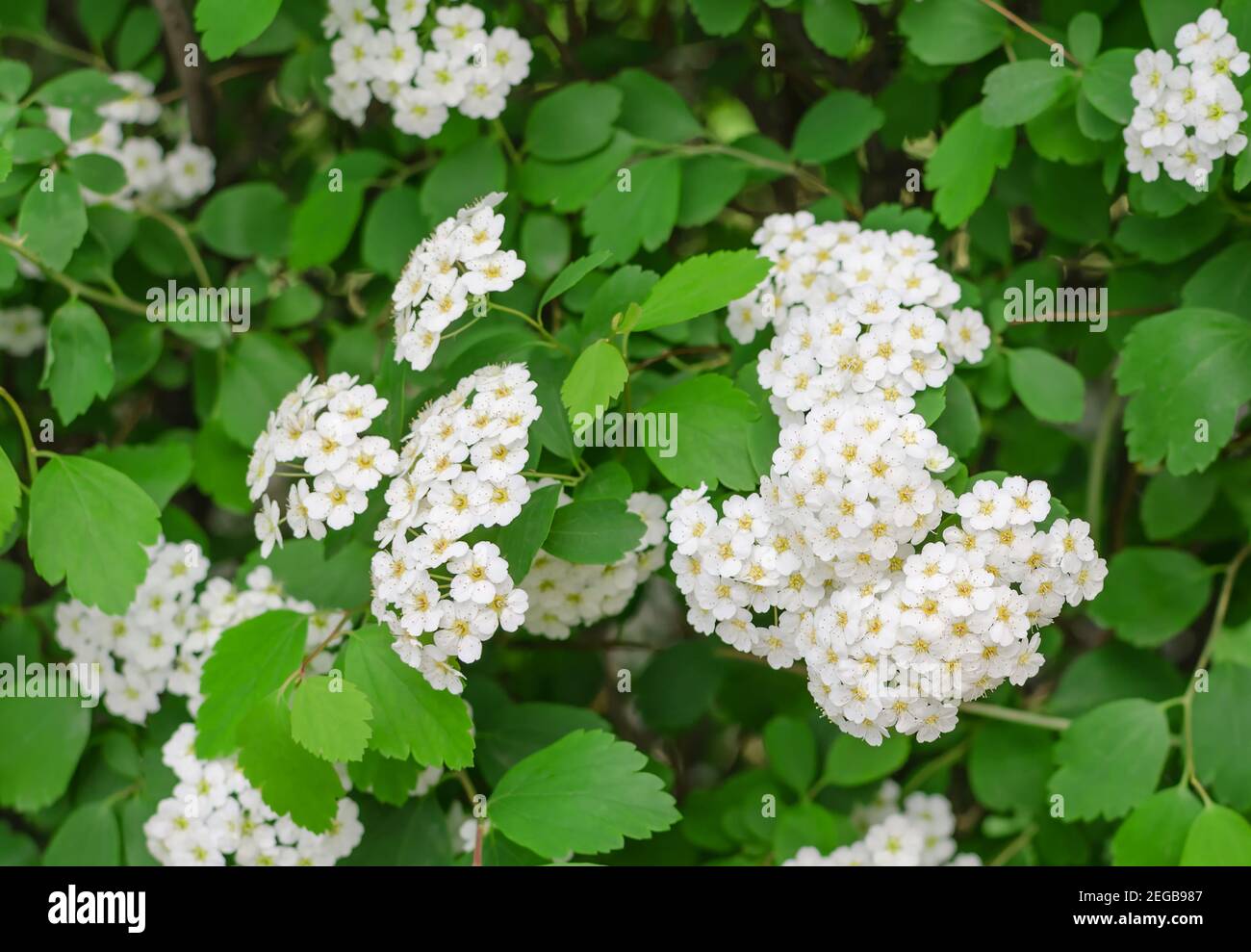 Fleurs rondes d'arbuste Banque de photographies et d’images à haute ...
