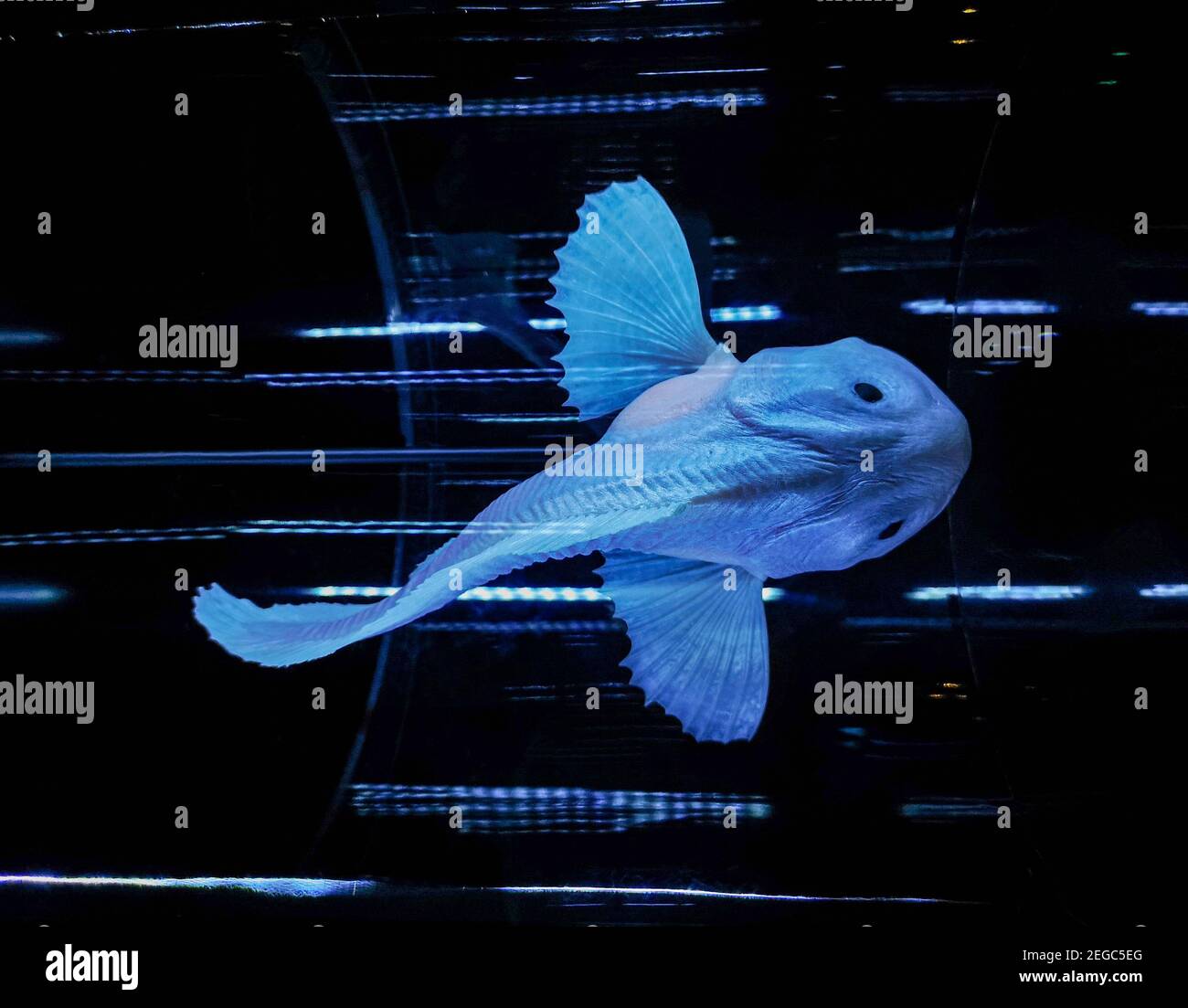 Poisson modèle Banque de photographies et d’images à haute résolution ...