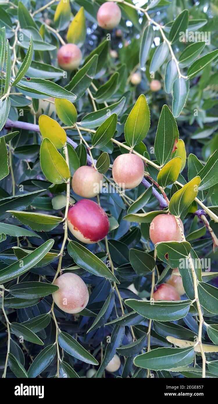 Jujube fruit Banque de photographies et d’images à haute résolution - Alamy
