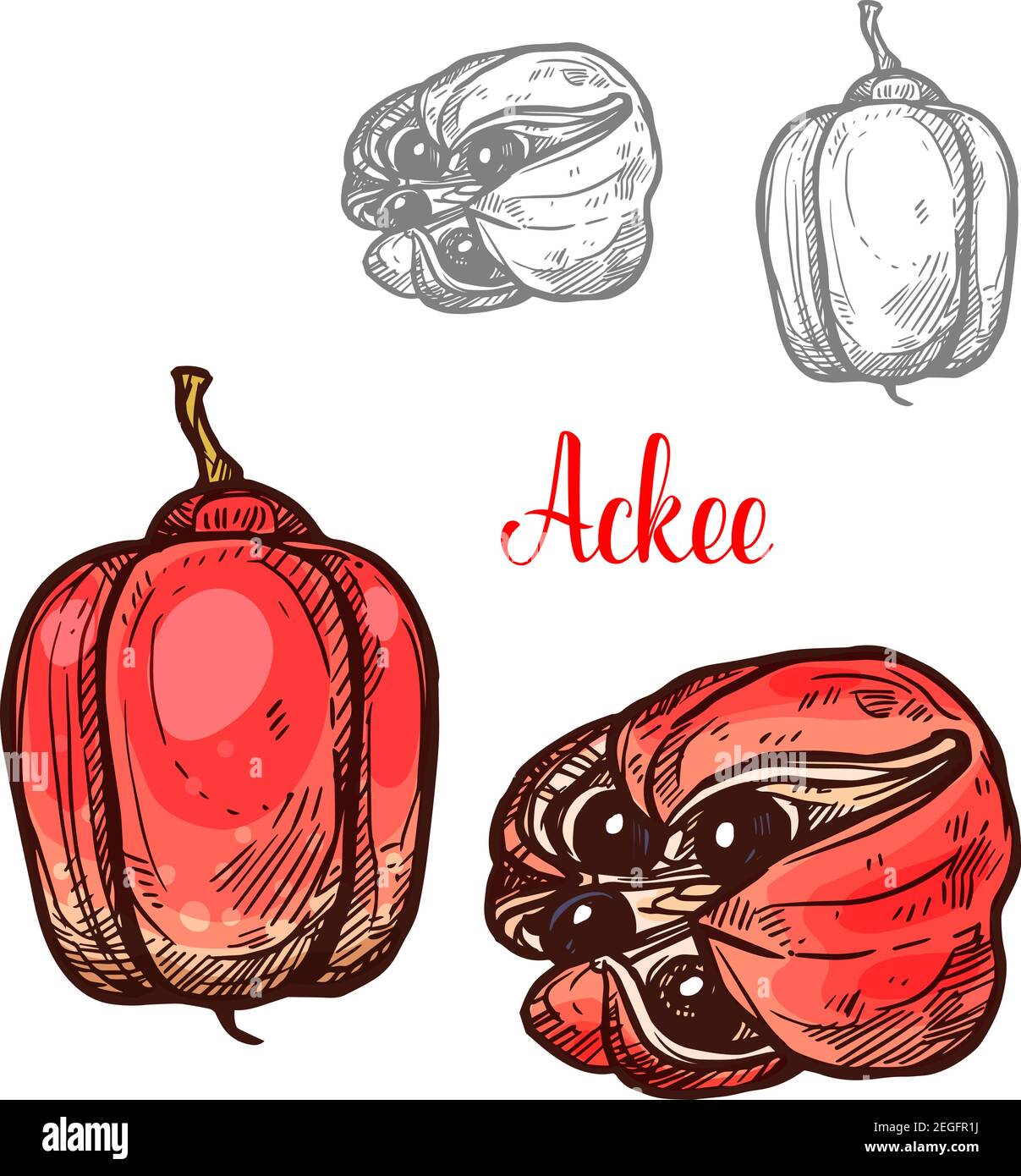 Ackee fruit Banque d'images vectorielles - Alamy